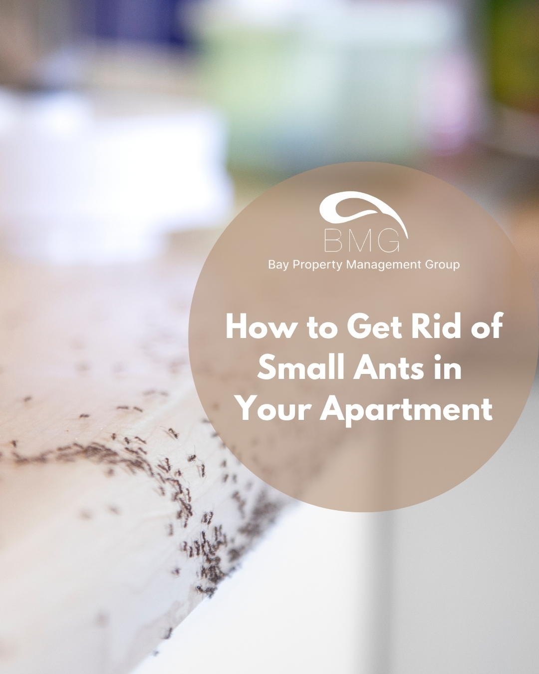 How to Get Rid of Small Ants in an Apartment, 101